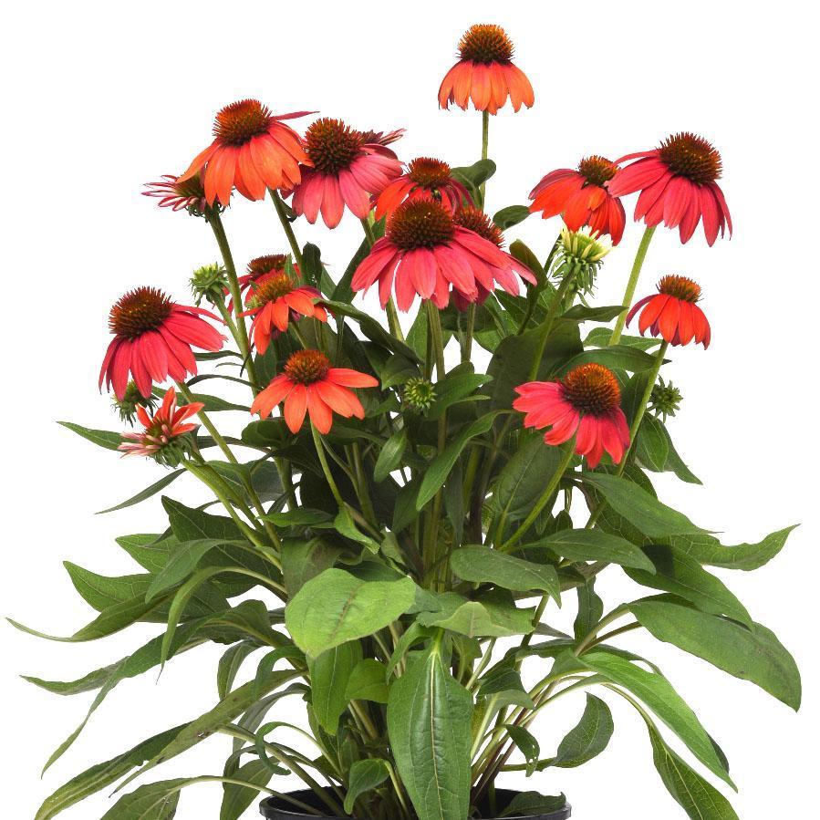 Coneflower (Echinacea Artisan™ Collection Red Ombre) in the Coneflowers ...