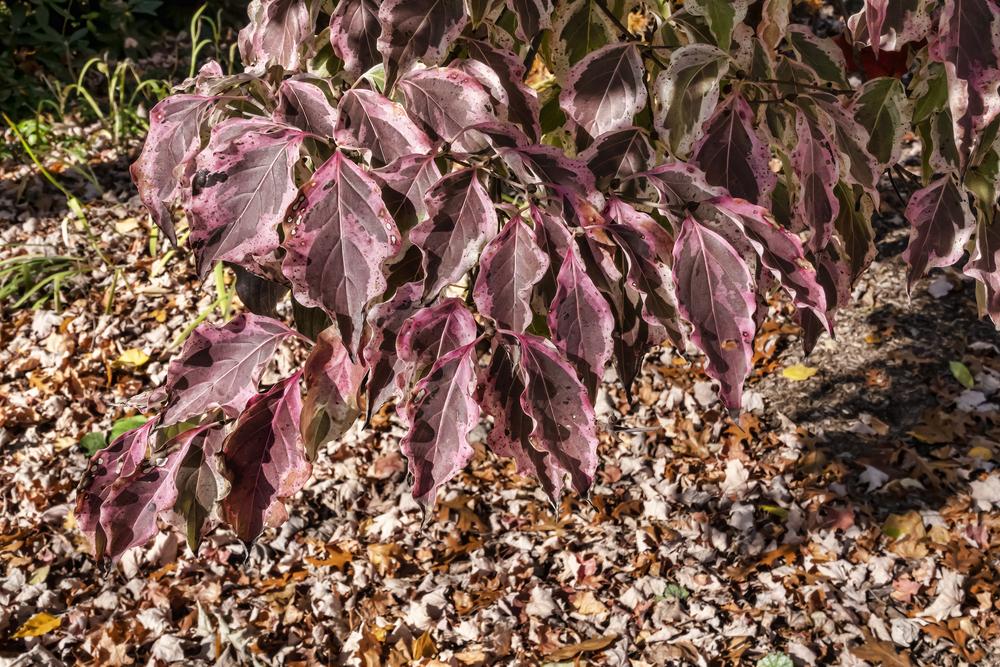 Photo of the fall color of Kousa Dogwood (Cornus kousa subsp. chinensis ...
