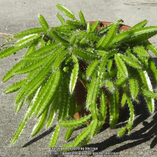 Dog-Tail Cactus (Deamia testudo) - Garden.org