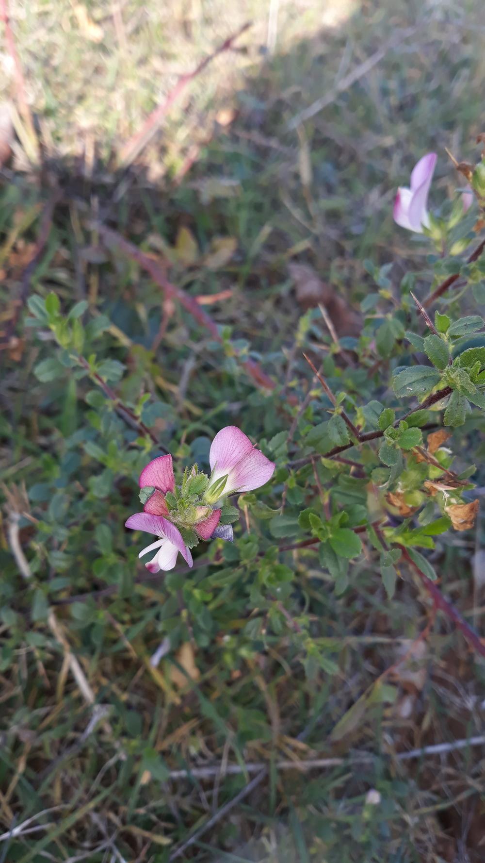 Spiny Restharrow (Ononis spinosa subsp. spinosa) - Garden.org