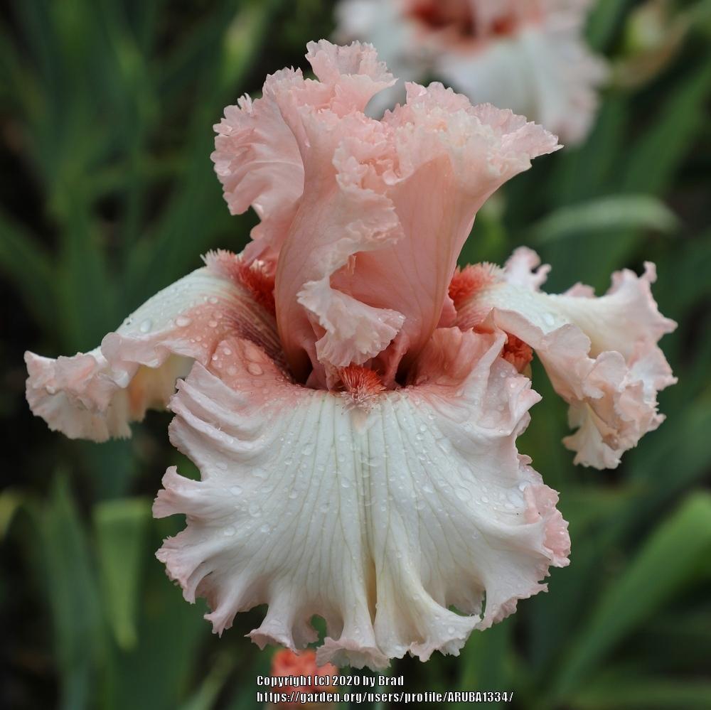 Photo of the bloom of Tall Bearded Iris (Iris 'Let's Snuggle') posted ...