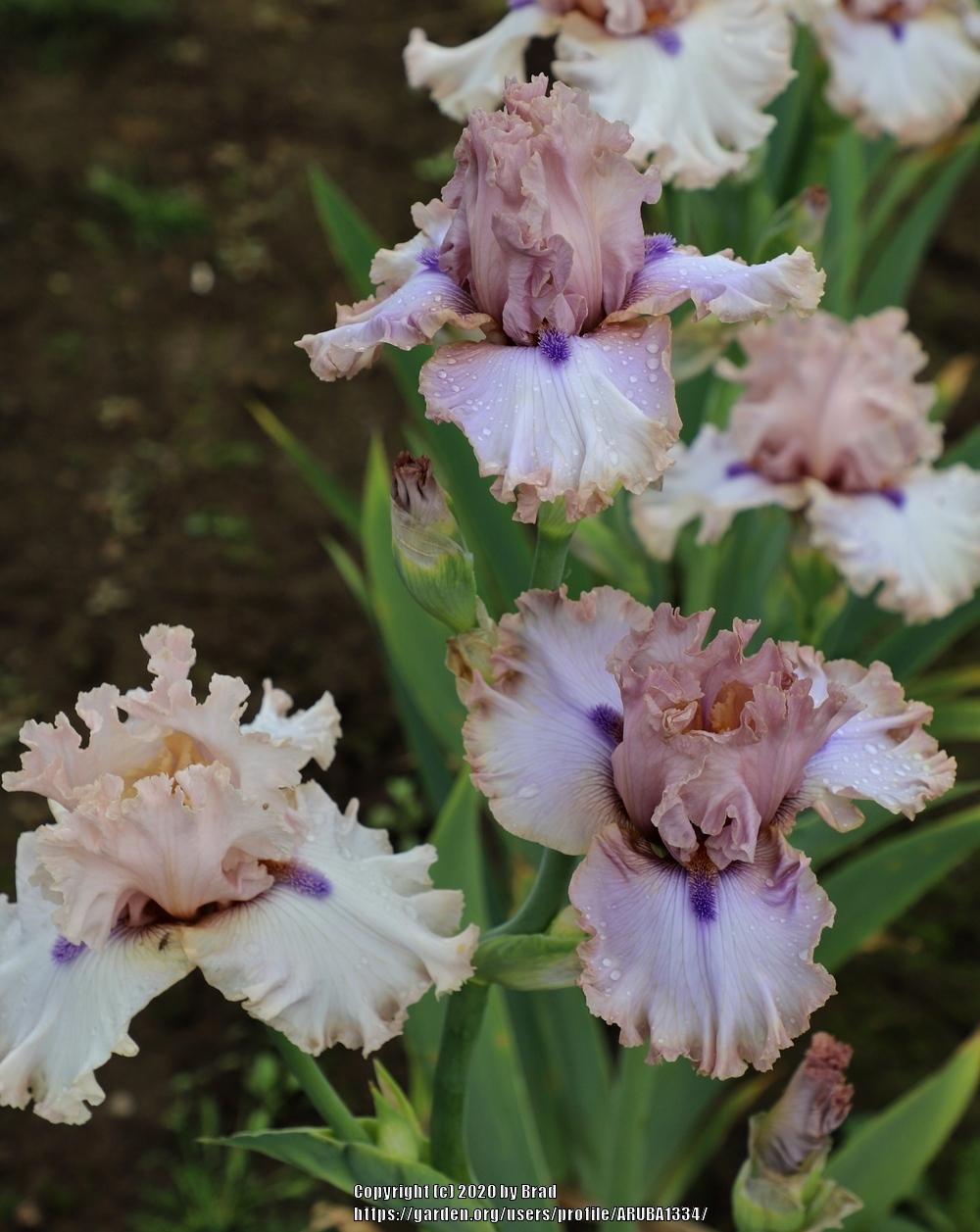 Photo of the bloom of Tall Bearded Iris (Iris 'Candy Dust') posted by ...