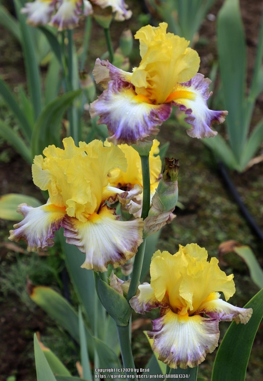 Photo of the bloom of Tall Bearded Iris (Iris 'Wild Surprise') posted ...