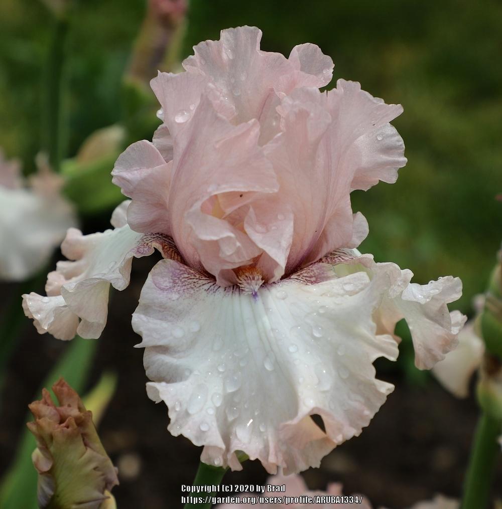 Tall Bearded Iris (Iris 'Confection Perfection') in the Irises Database ...