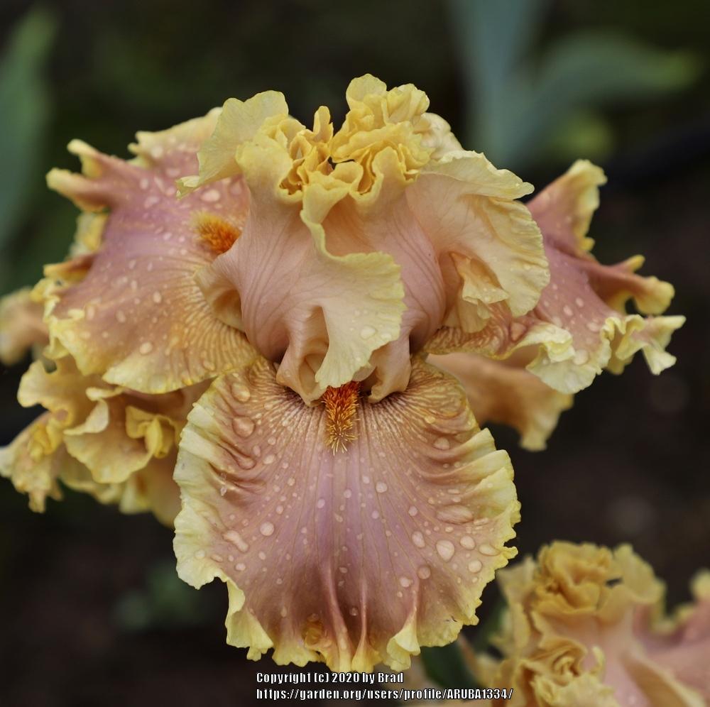 Photo of the bloom of Tall Bearded Iris (Iris 'Tropical Breeze') posted ...
