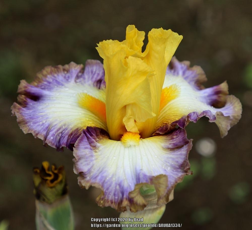 Tall Bearded Iris (Iris 'Wild Surprise') in the Irises Database ...