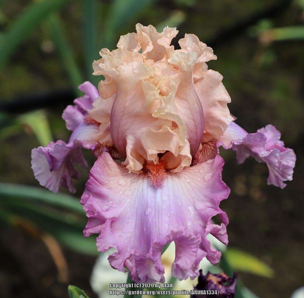 Tall Bearded Iris (Iris 'Top Choice') in the Irises Database - Garden.org