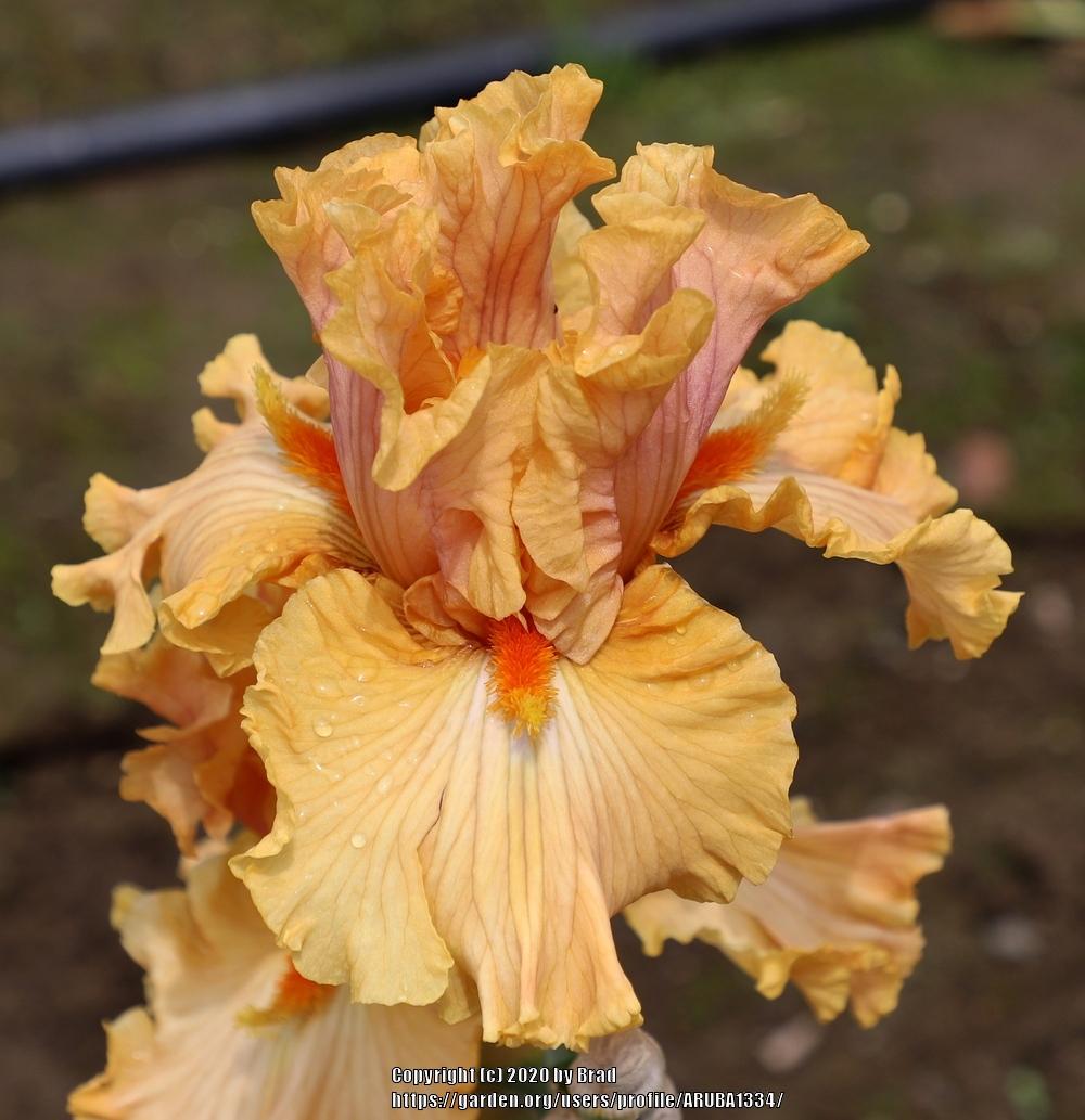 Tall Bearded Iris (Iris 'Candy Corn Treats') in the Irises Database ...
