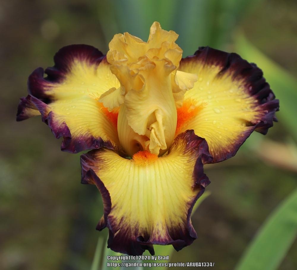 Photo of the bloom of Tall Bearded Iris (Iris 'Headshot') posted by ...