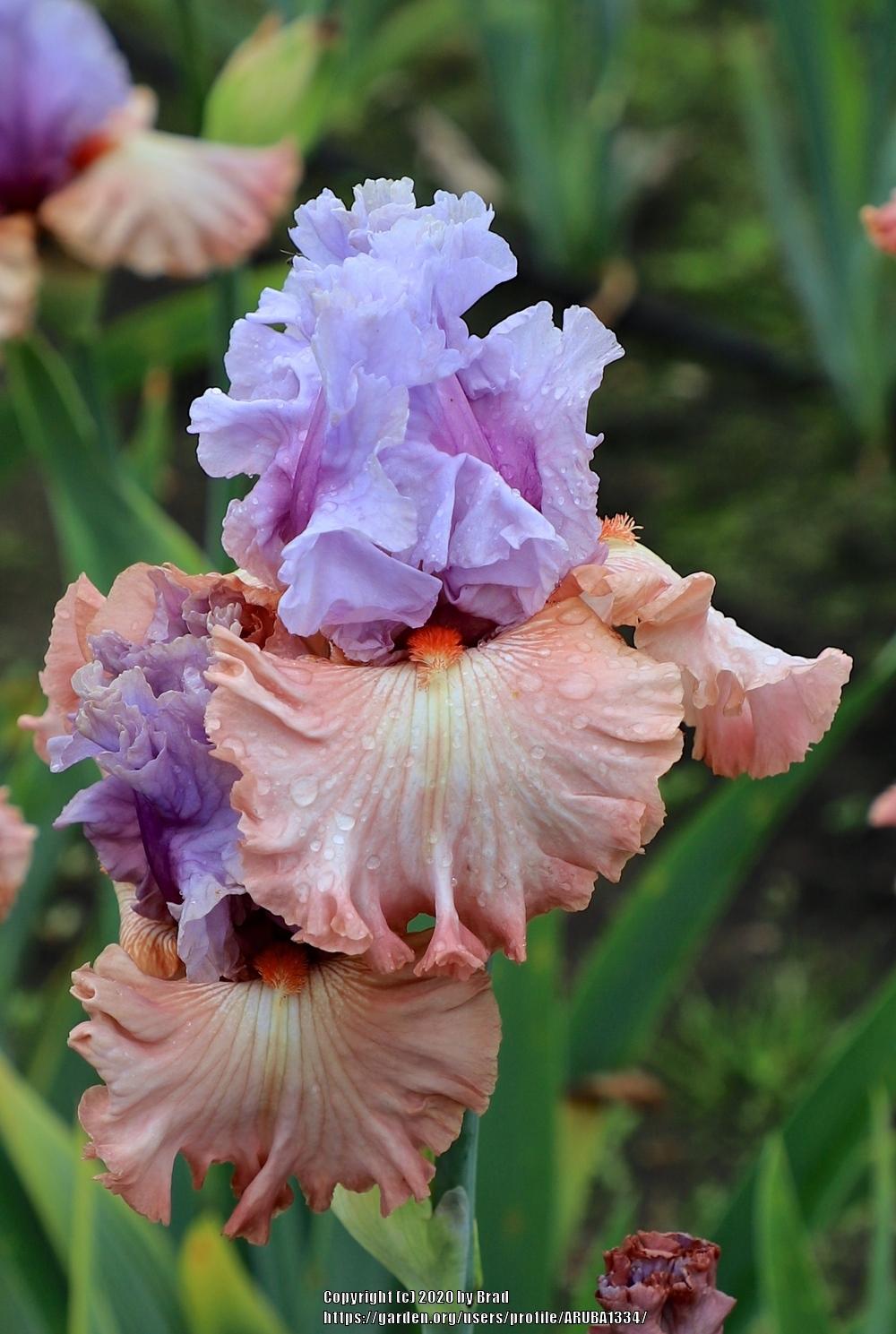 Photo of the bloom of Tall Bearded Iris (Iris 'Awesome Wonder') posted ...