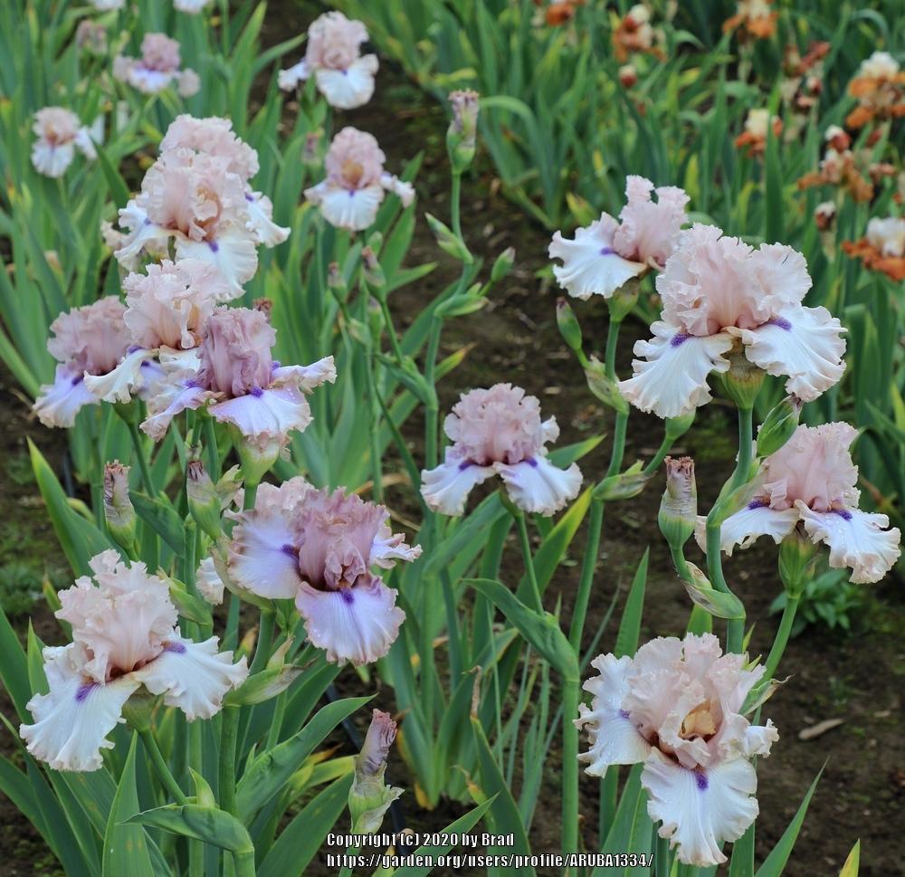 Photo of the bloom of Tall Bearded Iris (Iris 'Candy Dust') posted by ...
