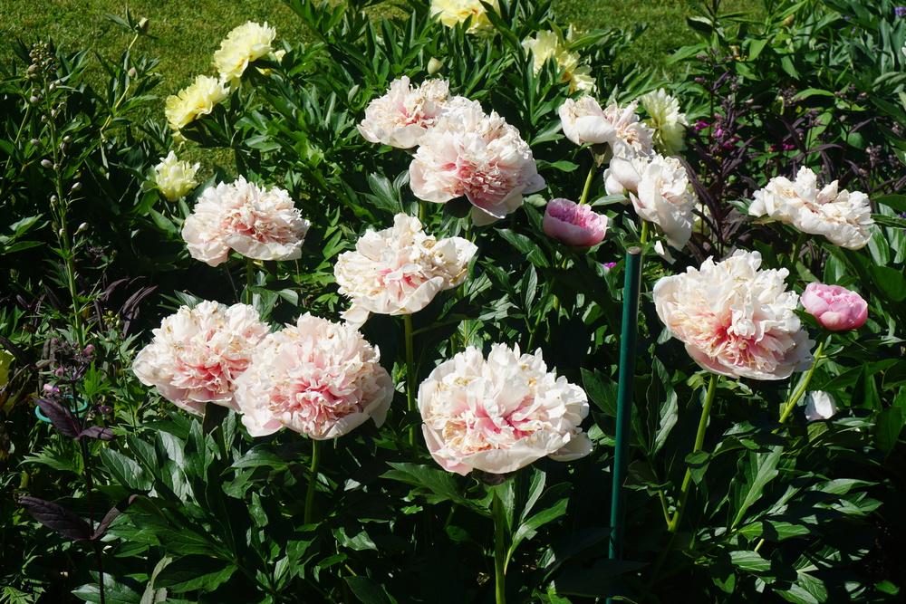 Peonies With Nice Fading in the Peonies forum - Garden.org
