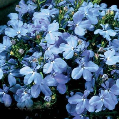 Lobelia erinus 'Riviera Sky Blue' - Garden.org