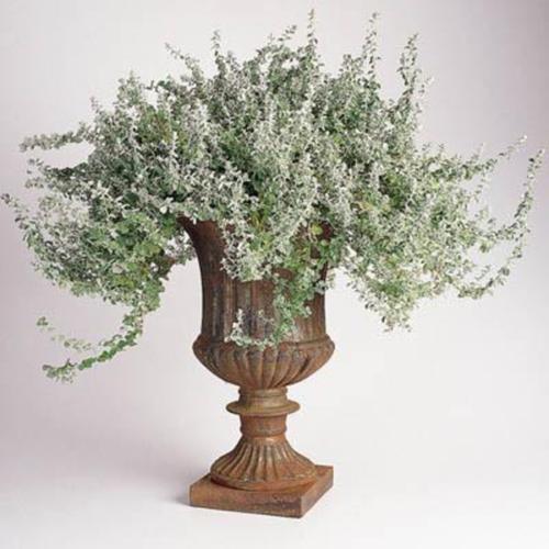 Helichrysum 'Silver Mist' - Garden.org