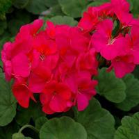 Photo of the bloom of Fish Geranium (Pelargonium x hortorum Maverick ...