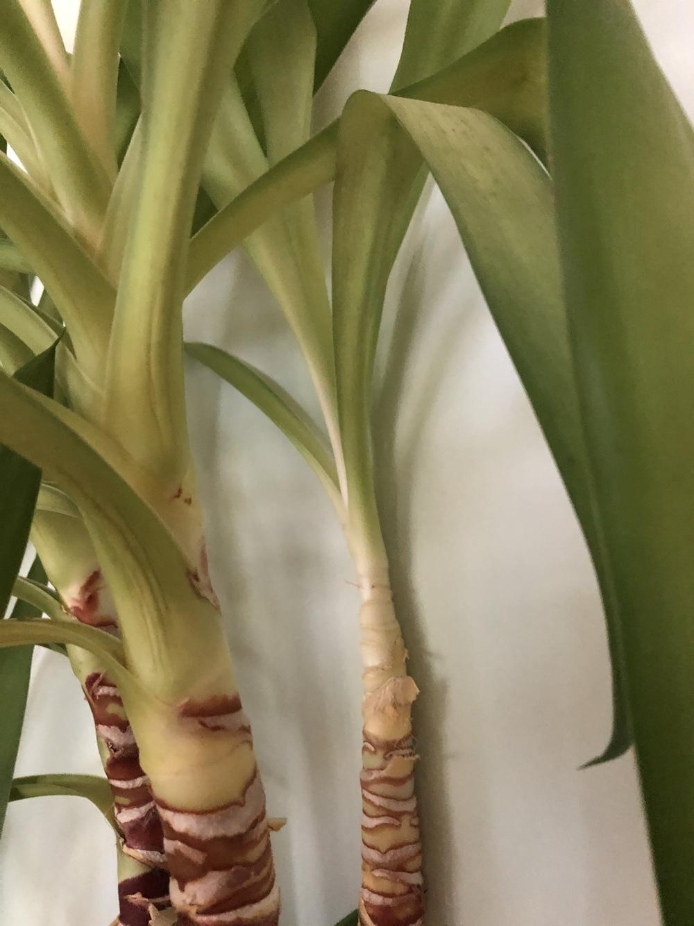 Yucca dying? in the Houseplants forum - Garden.org