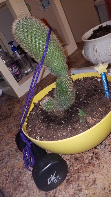 Fortifying a top-heavy cactus in the Cactus and Succulents forum ...