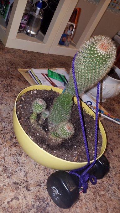 Fortifying a top-heavy cactus in the Cactus and Succulents forum ...