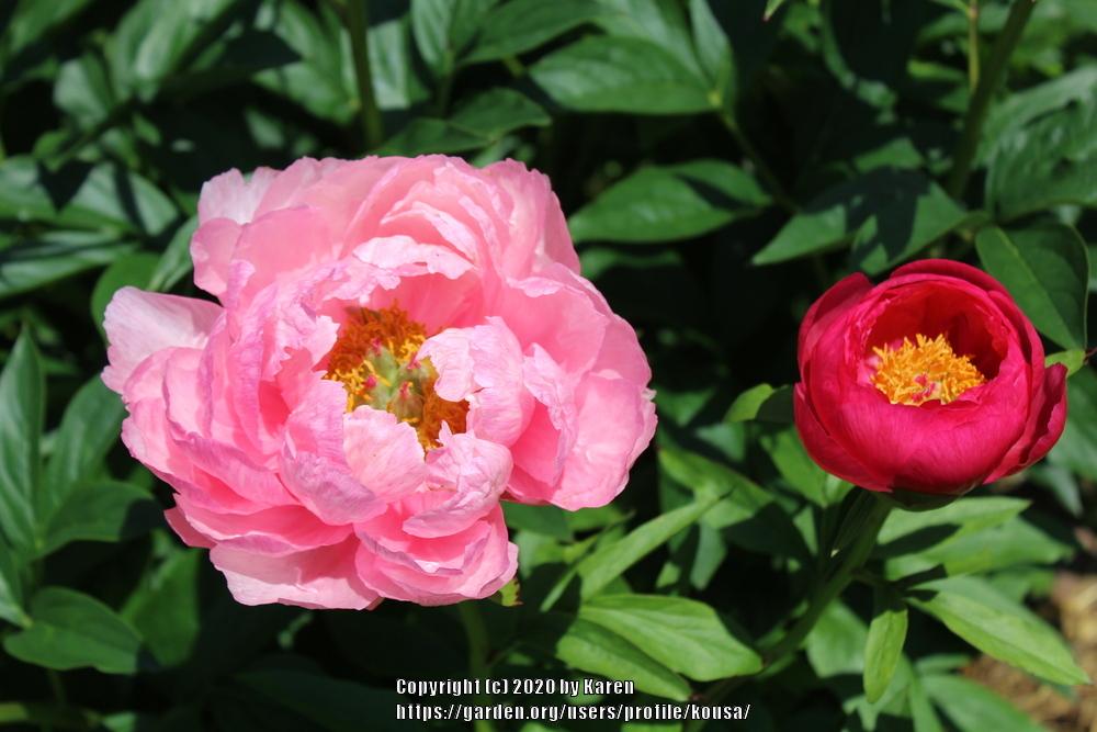 Peonies With Nice Fading in the Peonies forum - Garden.org