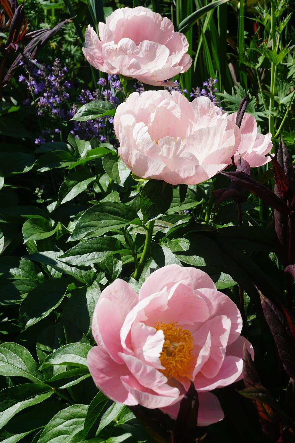 Peonies With Nice Fading in the Peonies forum - Garden.org