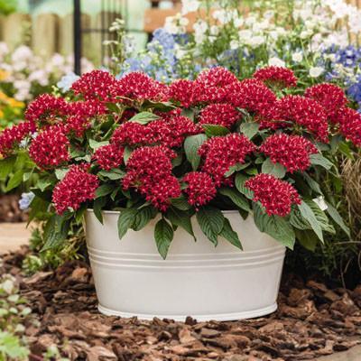 Egyptian Star Cluster (Pentas lanceolata 'Graffiti Red Velvet ...