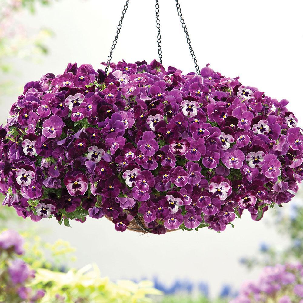 Pansy (Viola x wittrockiana Cool Wave® Raspberry) in the Violas ...