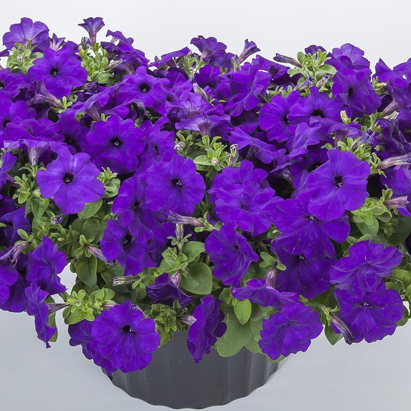 Petunia FotoFinish™ Blue in the Petunias Database - Garden.org