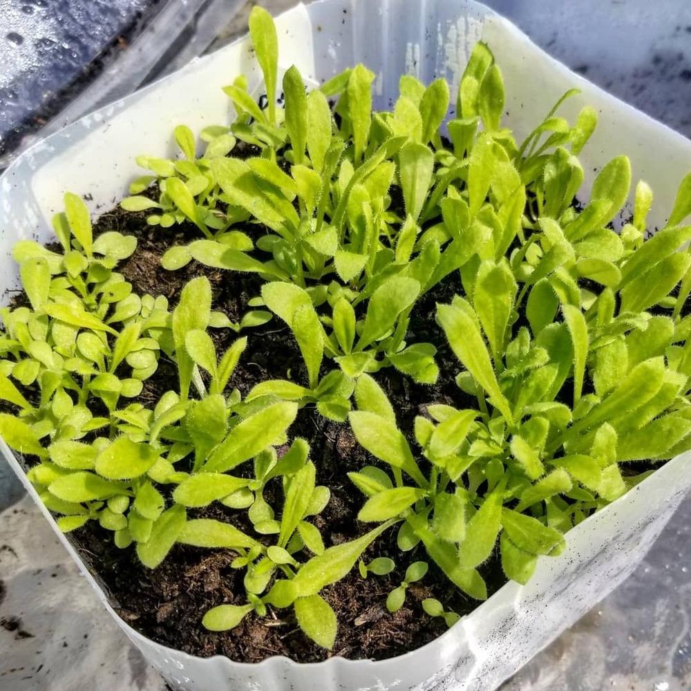 Photo of the seedling or young plant of Strawflower (Xerochrysum ...