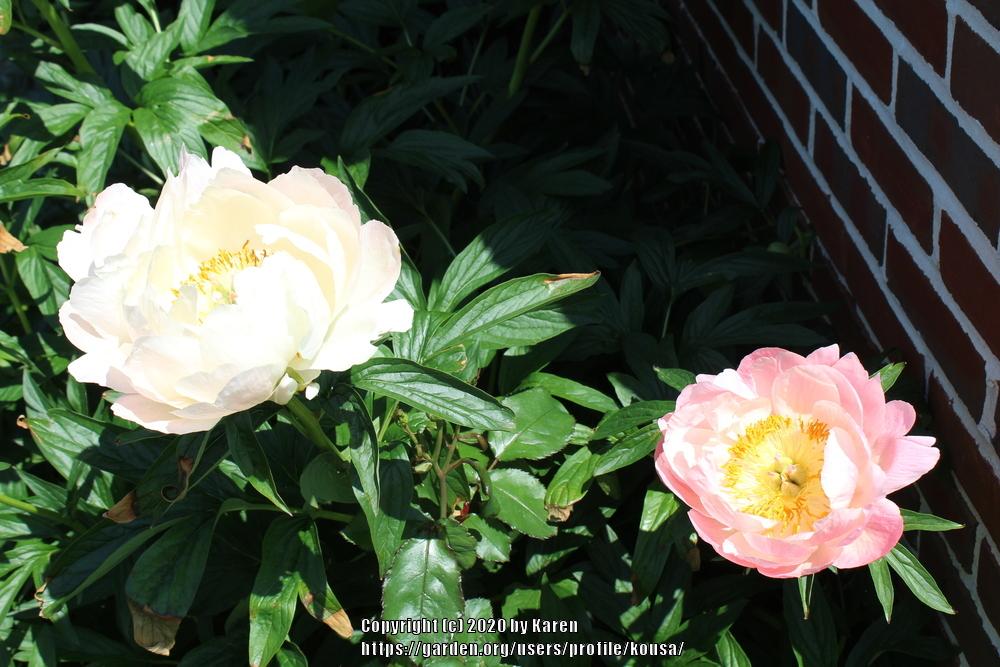 Peonies With Nice Fading in the Peonies forum - Garden.org