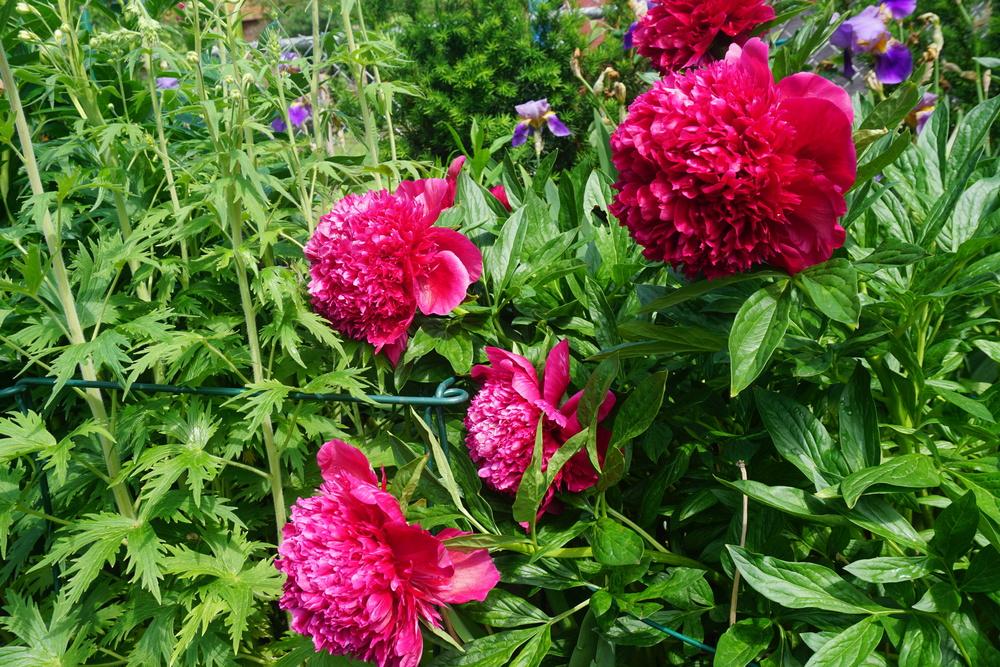 Peonies With Nice Fading in the Peonies forum - Garden.org