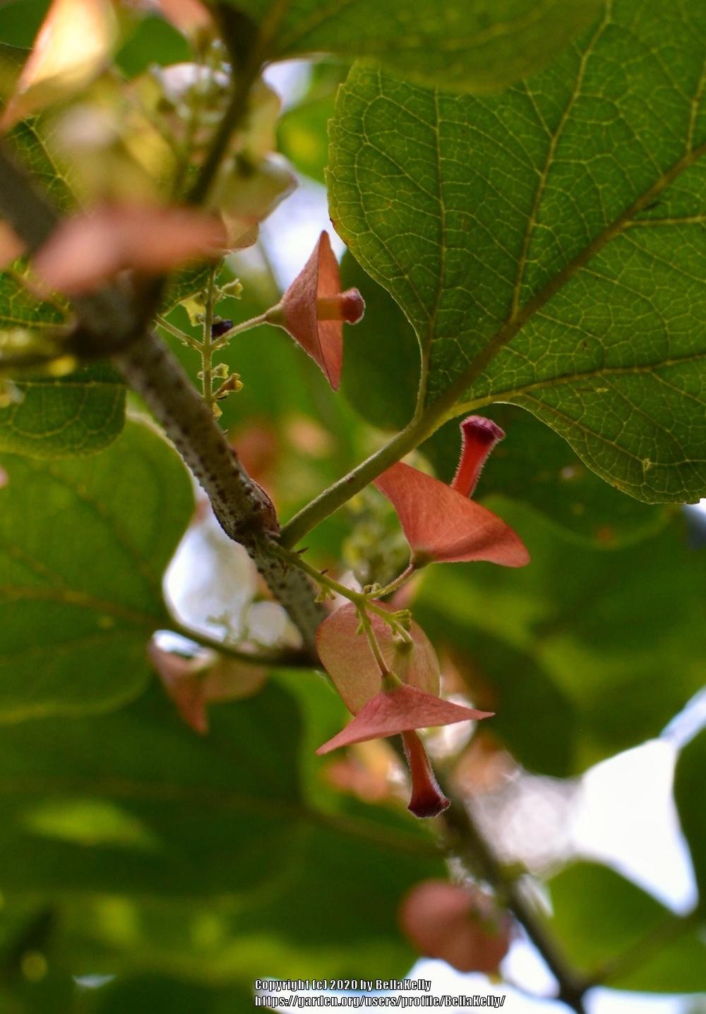 Chinese Hat (Holmskioldia sanguinea) - Garden.org
