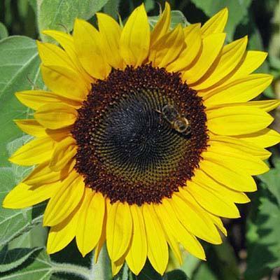 Sunflower (Helianthus annuus 'Sunbright Supreme') in the Sunflowers ...