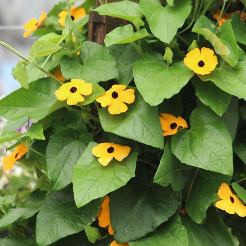 Black-Eyed Susan Vine (Thunbergia alata Susie™ Clear Yellow) - Garden.org