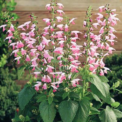 Photo of the entire plant of Sage (Salvia coccinea Summer Jewel™ Pink ...