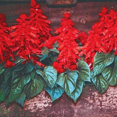 Photo of the entire plant of Scarlet Sage (Salvia splendens Vista™ Red ...