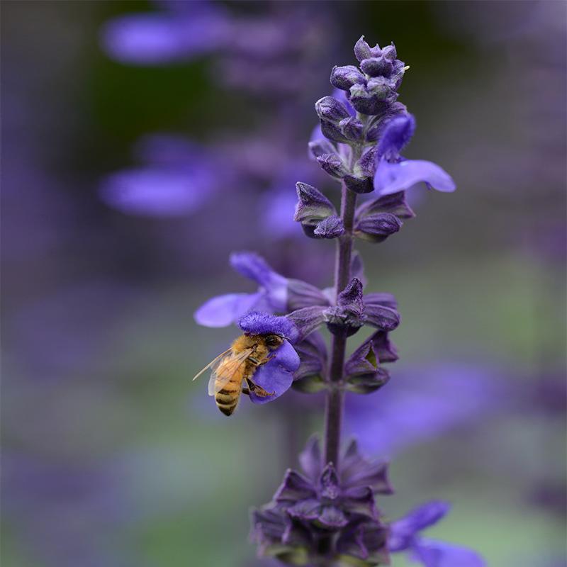 Salvia Big Blue in the Salvias Database - Garden.org