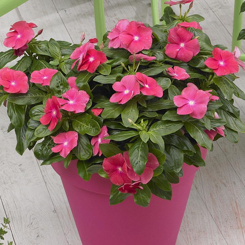 Vinca (Catharanthus roseus Cora® Cascade Bright Rose) - Garden.org