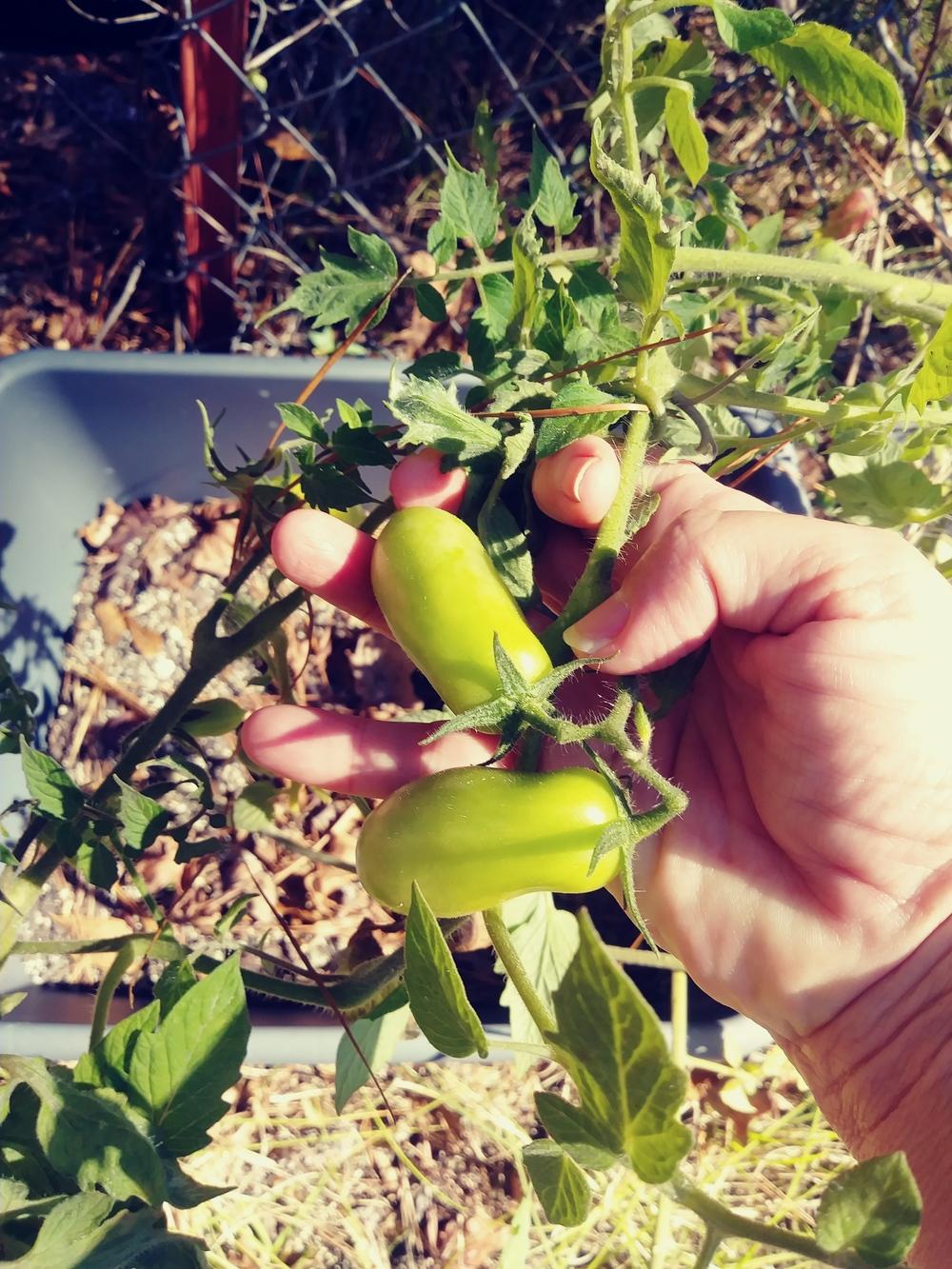 ISO Tomato Recommendations in DnD's All Seeds Swap #8 - Garden.org