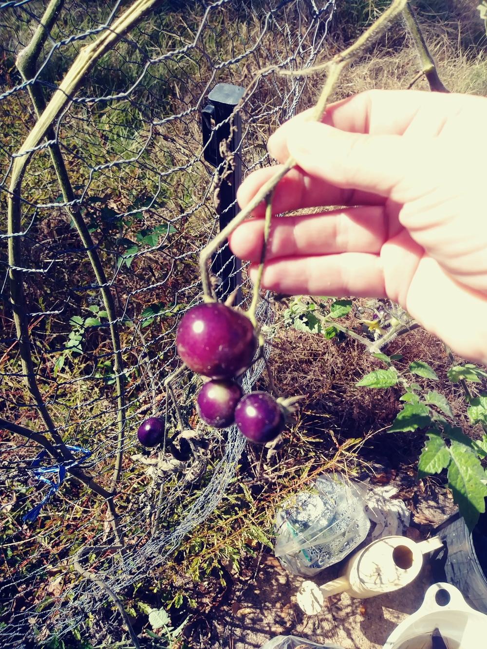 ISO Tomato Recommendations in DnD's All Seeds Swap #8 - Garden.org