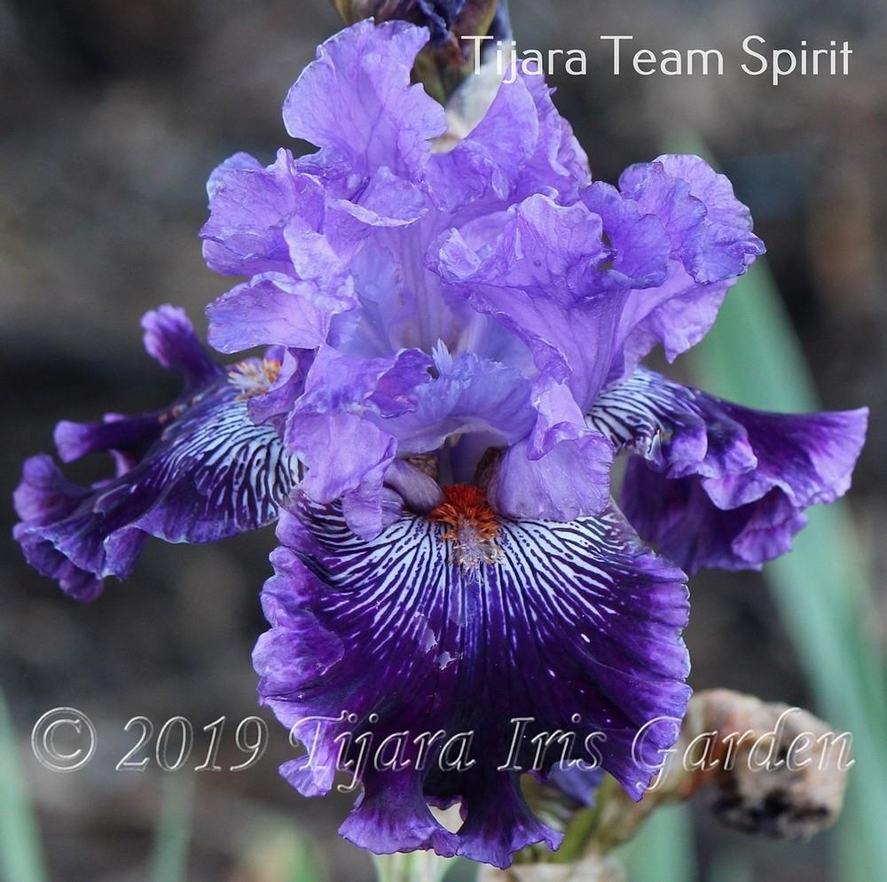 Tall Bearded Iris (Iris 'Tijara Team Spirit') in the Irises Database ...