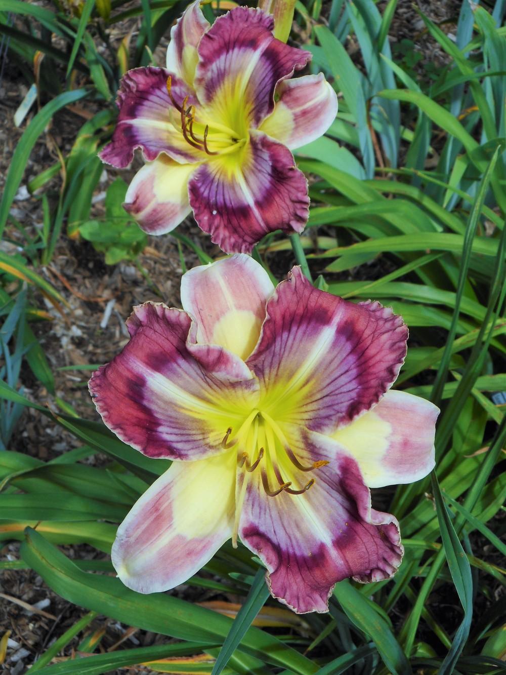 Photo of the bloom of Daylily (Hemerocallis 'Chinese Water Lily ...