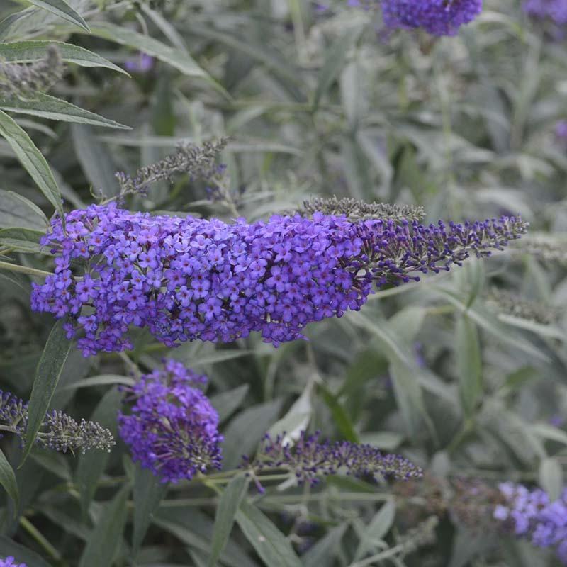 Butterfly Bush (Buddleja Monarch® Blue Knight) in the Butterfly Bushes ...