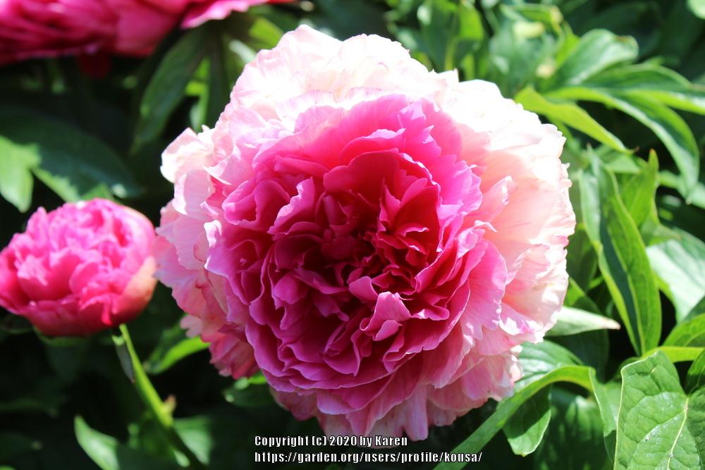 Peonies With Nice Fading in the Peonies forum - Garden.org