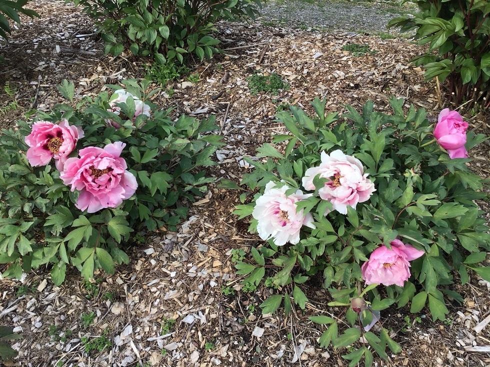 Peonies With Nice Fading in the Peonies forum - Garden.org