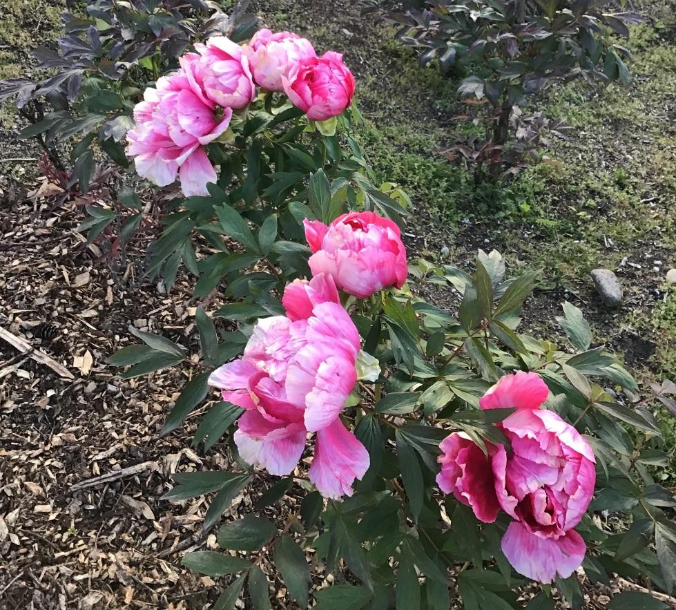 Peonies With Nice Fading in the Peonies forum - Garden.org
