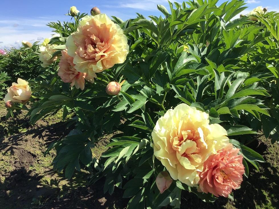 Peonies With Nice Fading in the Peonies forum - Garden.org