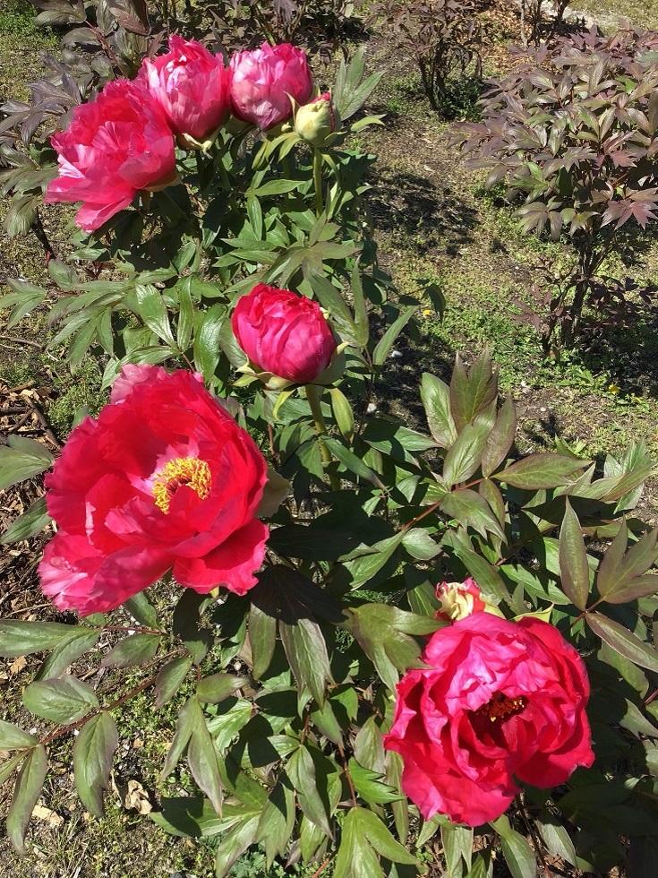 Peonies With Nice Fading in the Peonies forum - Garden.org