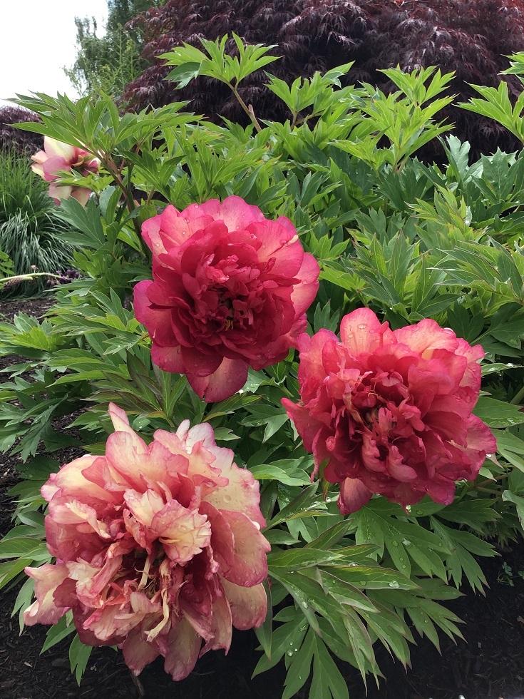 Peonies With Nice Fading in the Peonies forum - Garden.org