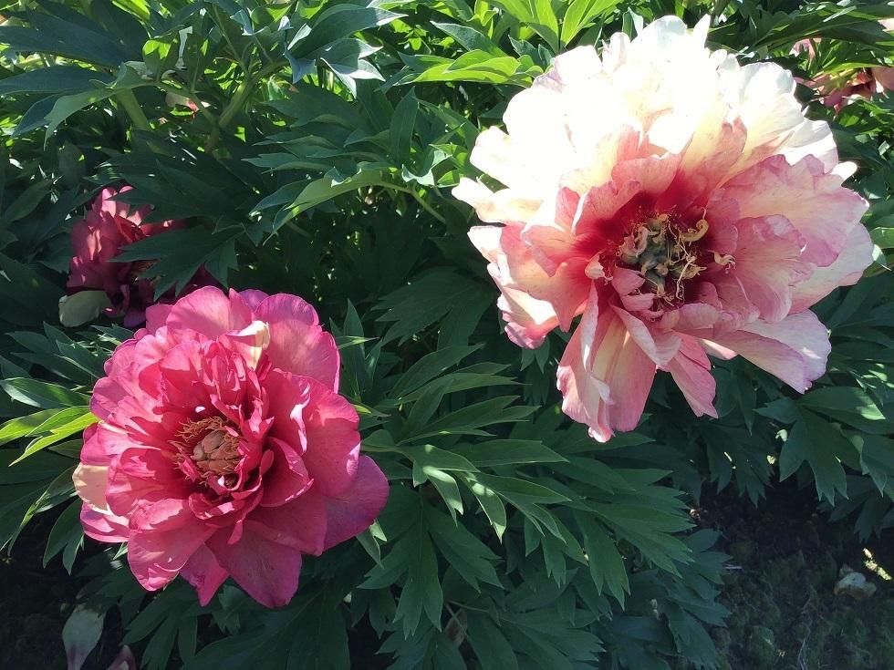 Peonies With Nice Fading in the Peonies forum - Garden.org