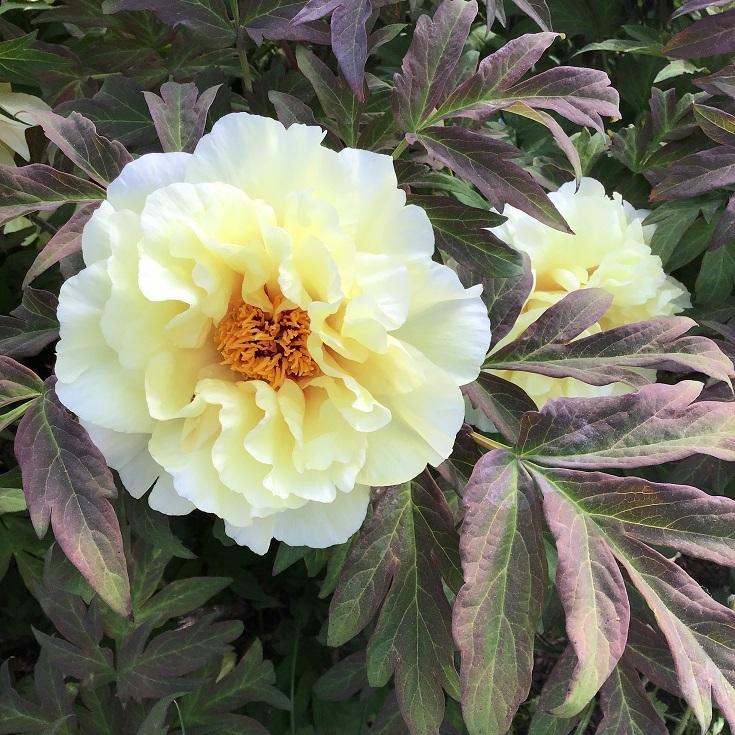 Peonies With Nice Fading in the Peonies forum - Garden.org